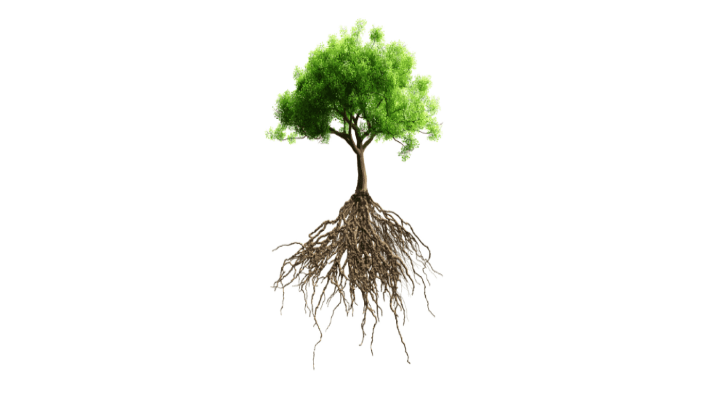 Root Watering Is Crucial to Long-Term Tree Health | Commercial Landscape
